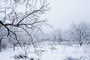 7 of the Best Cold Hardy Apricot Trees | Gardener's Path