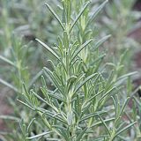 How to Grow Rosemary in the Home Herb Garden | Gardener’s Path