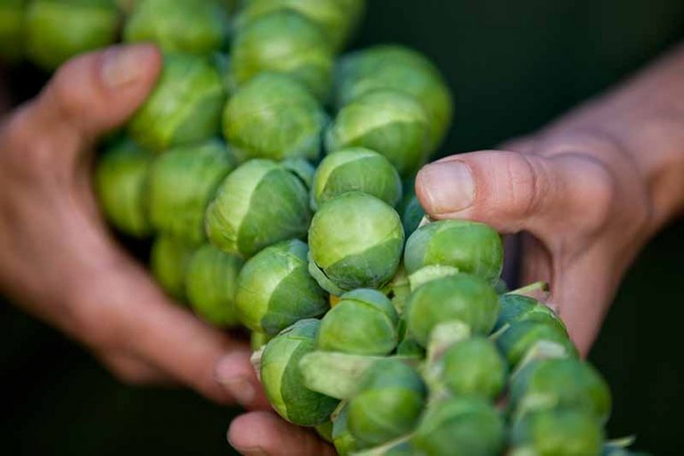 How to Harvest Brussels Sprouts | Gardener's Path