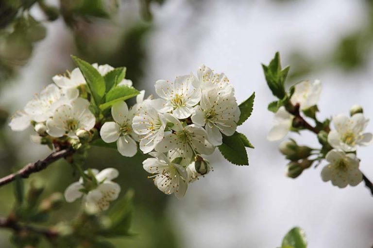 9 of the Best Cold Hardy Cherry Trees | Gardener’s Path