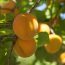 7 of the Best Cold Hardy Apricot Trees | Gardener's Path