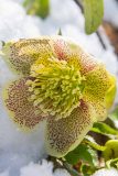 How to Divide and Transplant Hellebores | Gardener’s Path