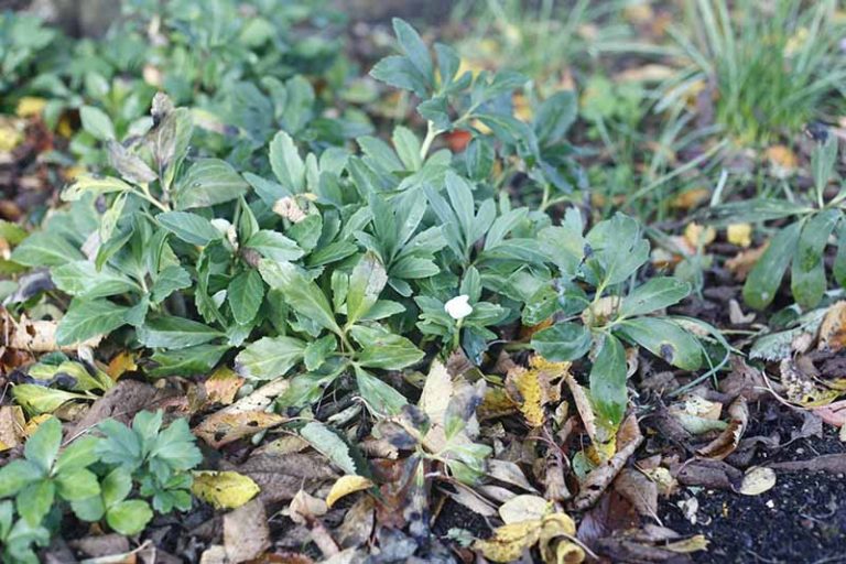 How to Divide and Transplant Hellebores | Gardener’s Path