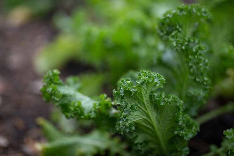 Sun Recommendations for Planting Kale | Gardener’s Path