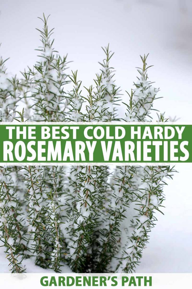 The Best Cold Hardy Rosemary Varieties | Gardener’s Path