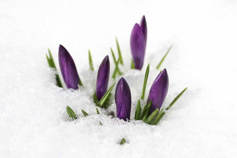 Can Crocus Grow in the Cold and Snow? | Gardener's Path