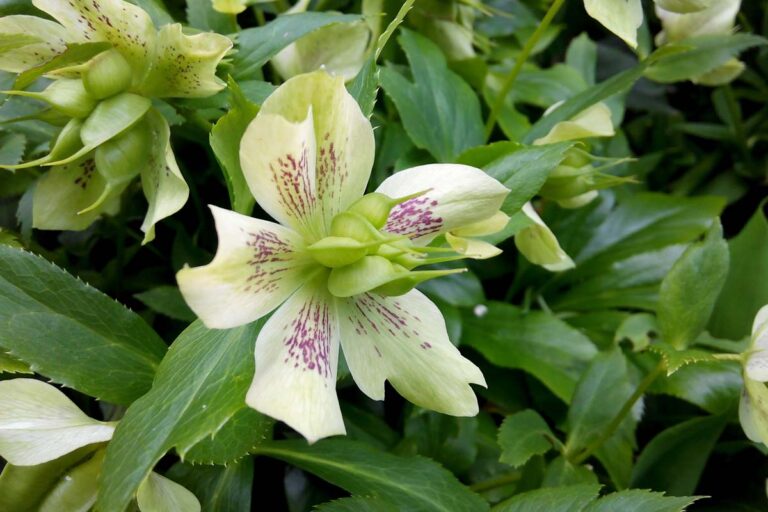 How to Collect Hellebore Seeds for Plant Propagation