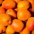 7 of the Best Cold Hardy Apricot Trees | Gardener's Path