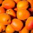 7 of the Best Cold Hardy Apricot Trees | Gardener's Path