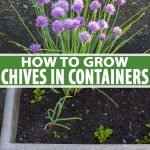 How to Grow Chives in Containers | Gardener’s Path