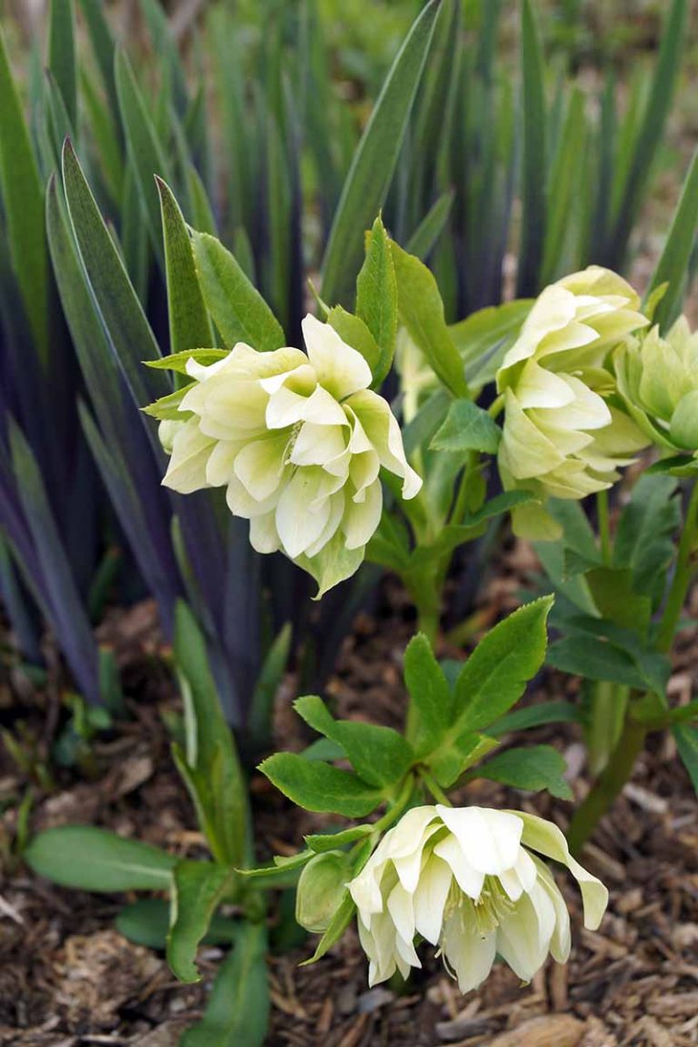 How to Divide and Transplant Hellebores | Gardener’s Path