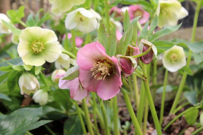 How to Collect Hellebore Seeds for Plant Propagation