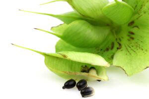 How to Collect Hellebore Seeds for Plant Propagation