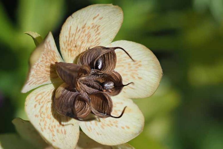 How to Harvest Hellebore Seeds for Plant Propagation | Gardener’s Path