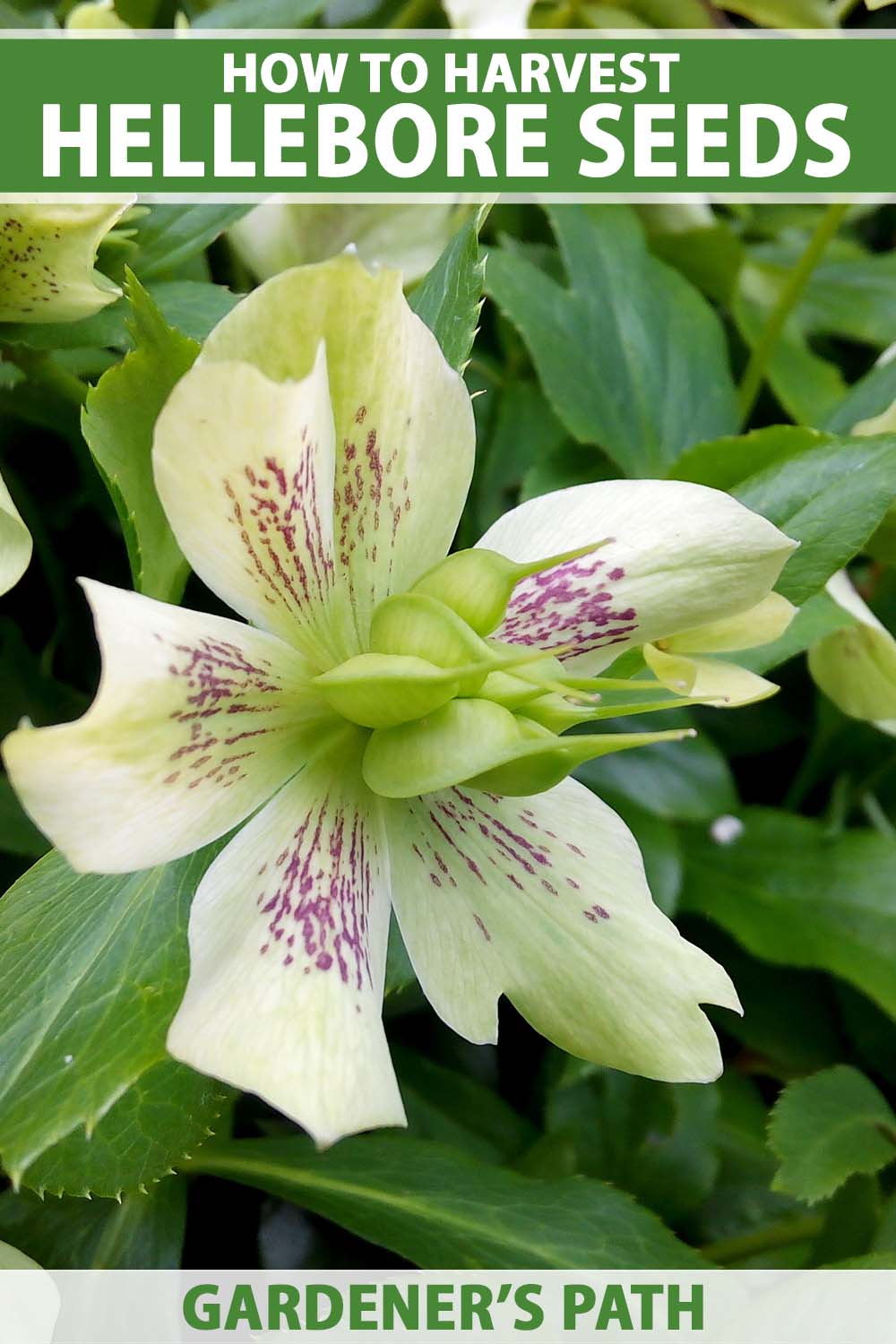 How to Collect Hellebore Seeds for Plant Propagation