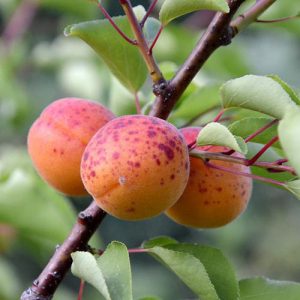 7 of the Best Cold Hardy Apricot Trees | Gardener's Path