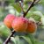 7 of the Best Cold Hardy Apricot Trees | Gardener's Path
