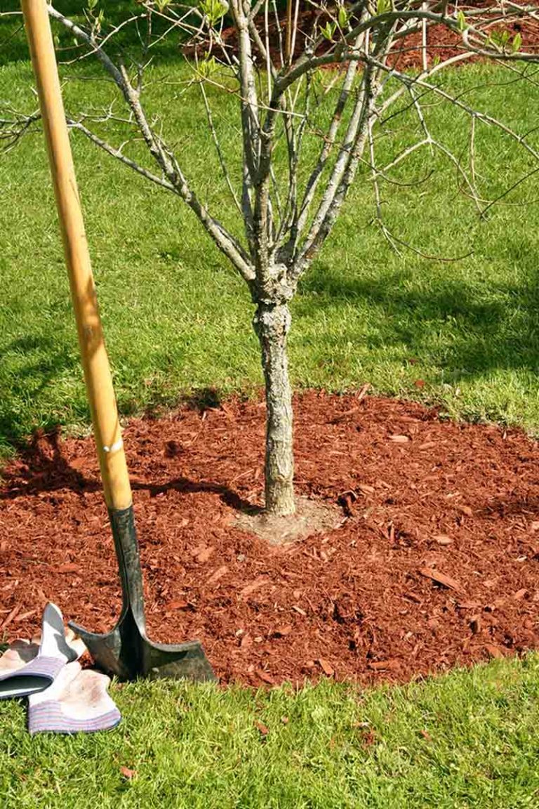 7 of the Best Cold Hardy Apricot Trees | Gardener's Path