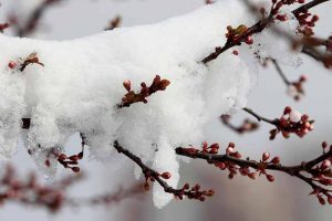 7 of the Best Cold Hardy Apricot Trees | Gardener's Path