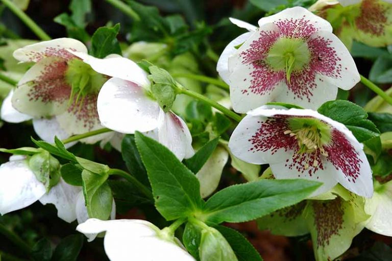 How to Divide and Transplant Hellebores | Gardener’s Path