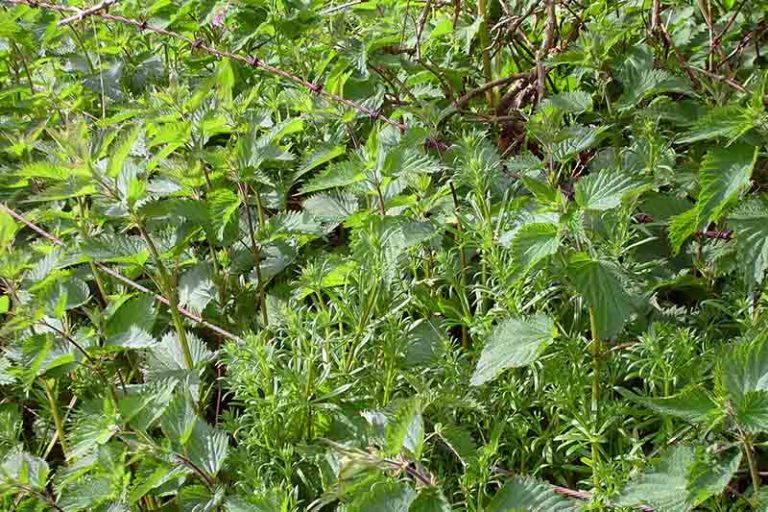 How to Grow Stinging Nettle | Gardener's Path