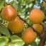7 of the Best Cold Hardy Apricot Trees | Gardener's Path