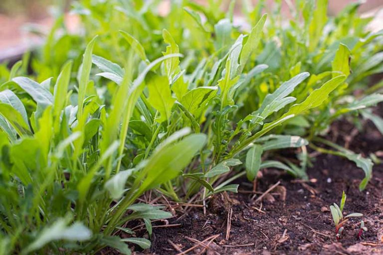 How and When to Harvest Arugula | Gardener's Path