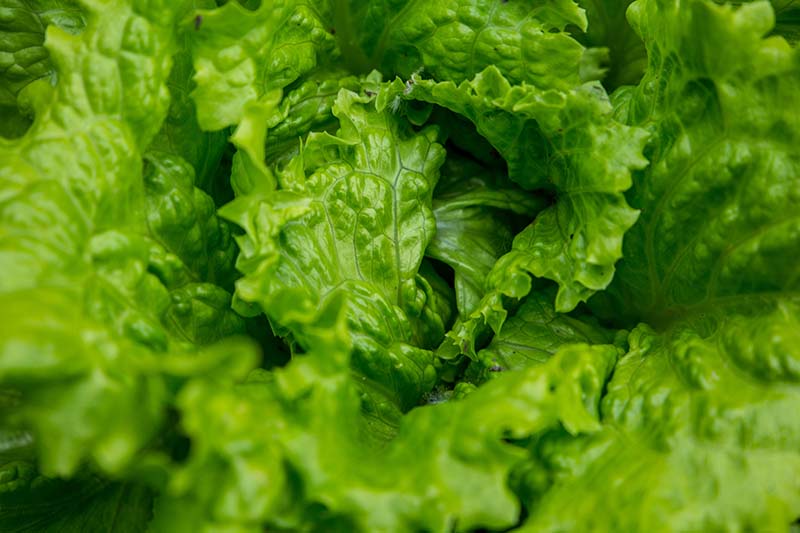 7 of the Best Lettuce Varieties For Your Garden | Gardener's Path