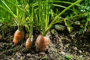9 Causes of Deformed Carrots: How to Identify and Prevent Them