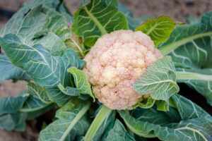 Why Is My Cauliflower Turning Purple? | Gardener’s Path