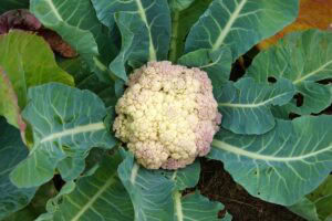 Why Is My Cauliflower Turning Purple? | Gardener’s Path