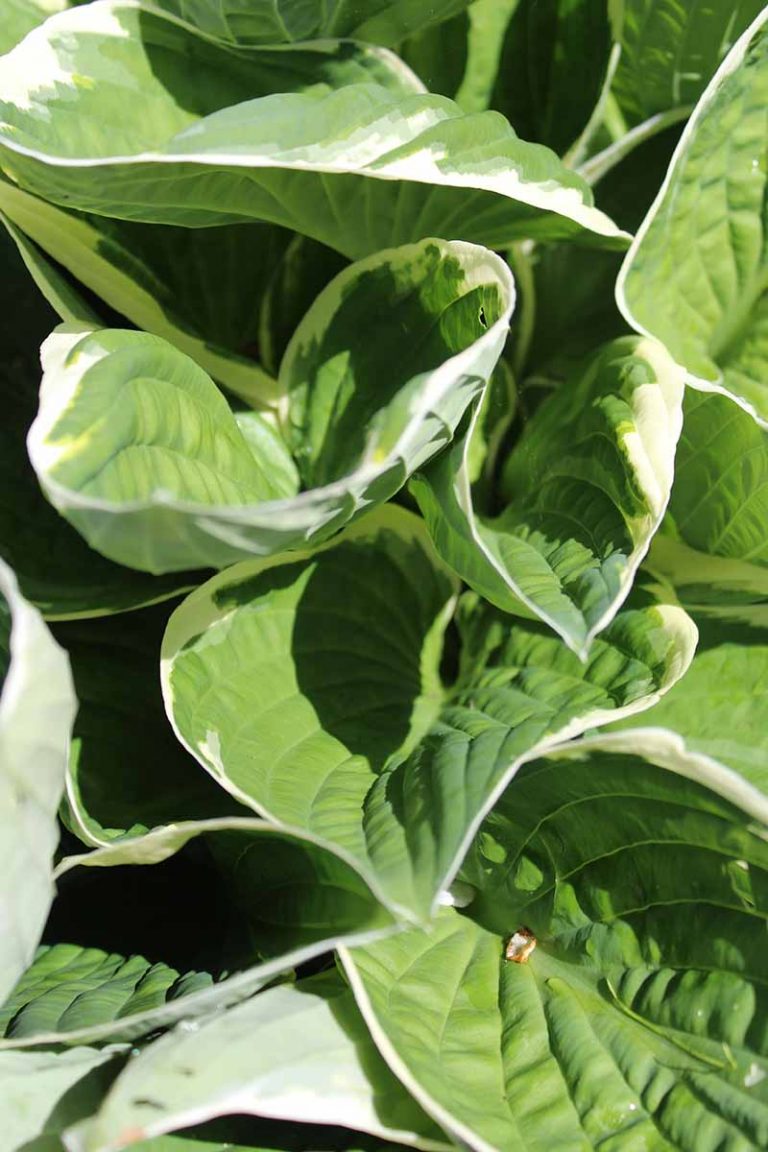The 19 Best Hosta Varieties for a Shady Yard | Gardener’s Path