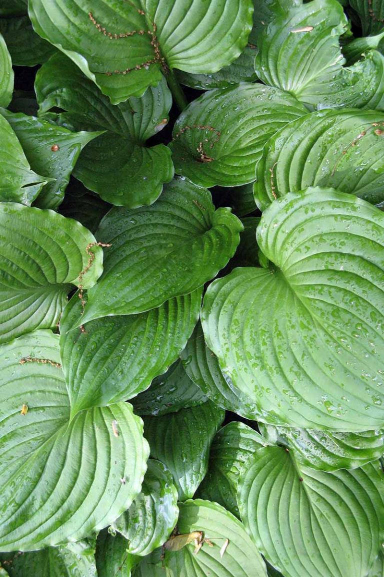 The 19 Best Hosta Varieties for a Shady Yard | Gardener’s Path
