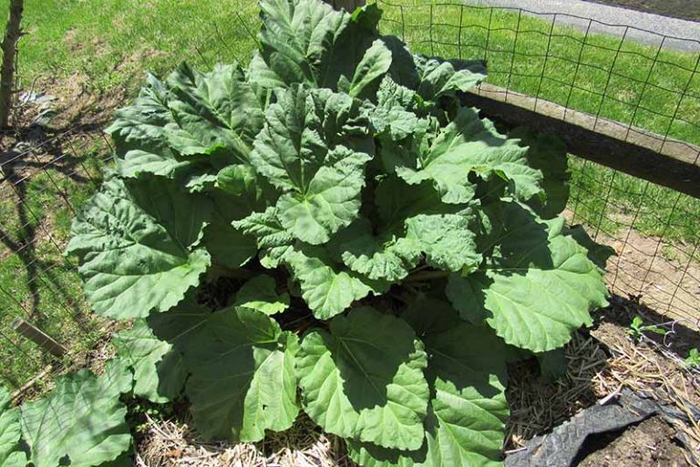 How to Grow Rhubarb in Containers | Gardener’s Path