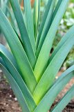 How to Harvest Leeks | Gardener’s Path
