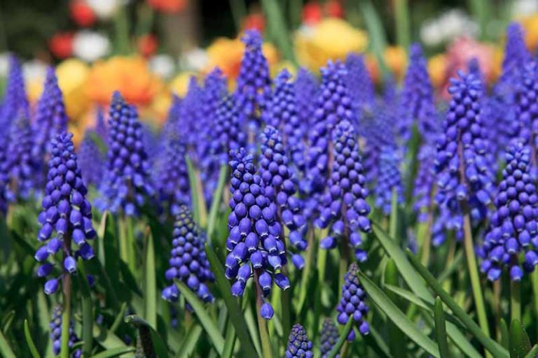 9 of the Best Grape Hyacinth Varieties for the Garden | Gardener’s Path