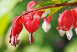 How to Grow and Care for Bleeding Heart Flowers