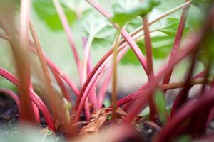 How to Grow Rhubarb in Containers | Gardener’s Path
