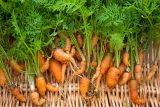 9 Causes of Deformed Carrots: How to Identify and Prevent Them