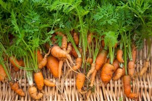 9 Causes of Deformed Carrots: How to Identify and Prevent Them
