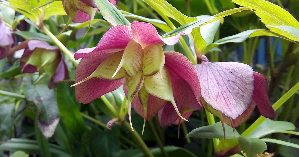 How to Grow Hellebores from Seed | Gardener’s Path