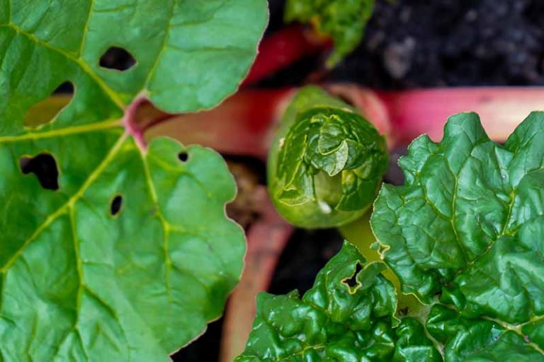 How to Grow Rhubarb in Containers | Gardener’s Path