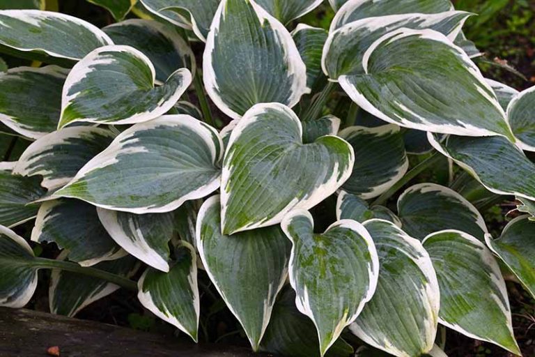 The 19 Best Hosta Varieties for a Shady Yard | Gardener’s Path