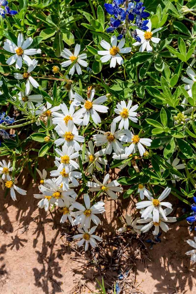 How to Grow Blackfoot Daisy | Gardener’s Path
