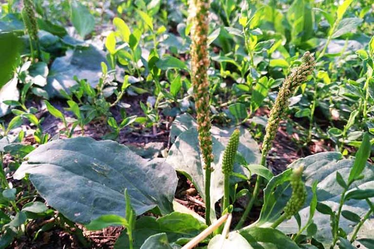 How to Plant and Grow Plantain | Gardener’s Path