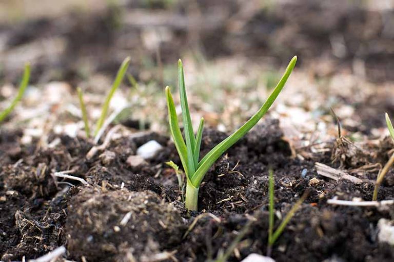 How to Grow Garlic in Pots and Containers | Gardener’s Path