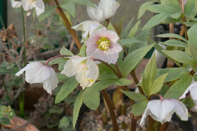 The Different Varieties of Hellebore | Gardener's Path