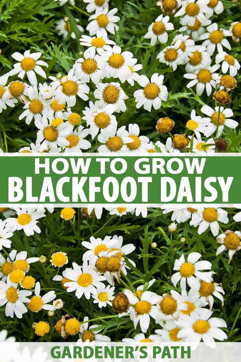How to Grow Blackfoot Daisy | Gardener’s Path