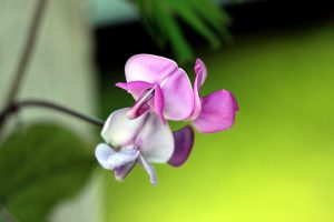 How to Grow and Care for Hyacinth Bean Vines | Gardener’s Path