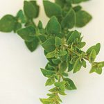 How to Plant and Grow Oregano | Gardener’s Path